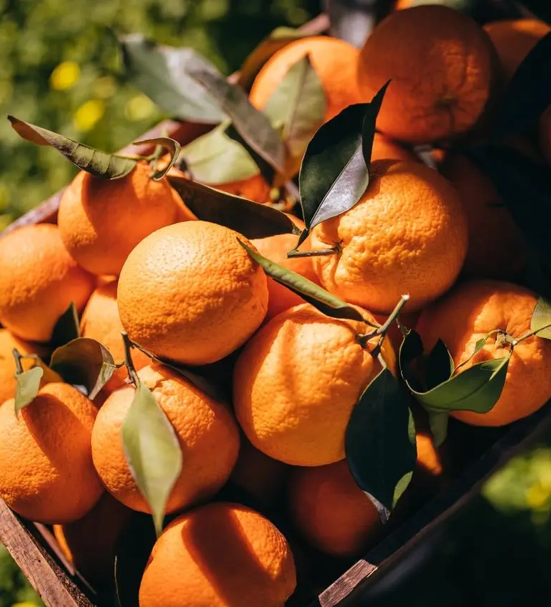 Perishables Logistics Services & Shipping Solutions | DP World